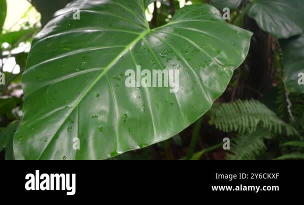 Elephant ear tropical plant Stock Videos & Footage - HD and 4K Video ...