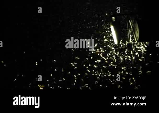 Phototaxis Stock Videos & Footage - HD and 4K Video Clips - Alamy