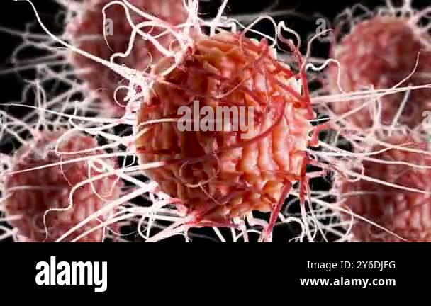 Peritrichous Bacteria with lot of flagellum, harmful bacillus with long ...