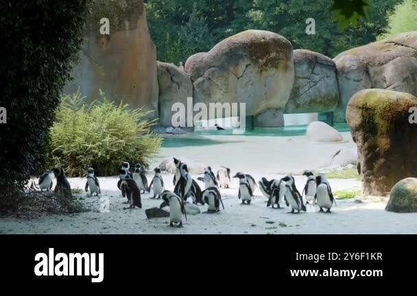 A serene setting depicts african penguins gathered in their rocky ...