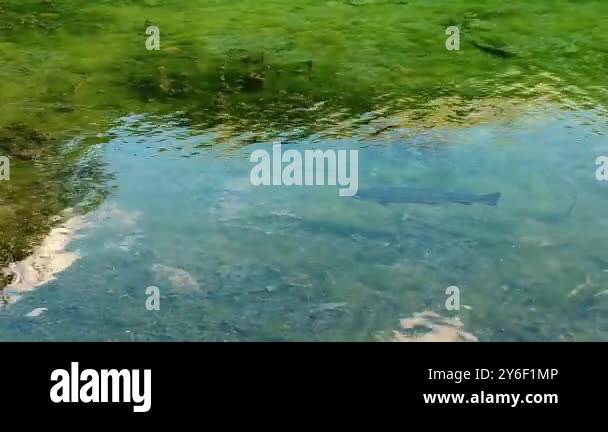 Freshwater fish in natural habitat Stock Videos & Footage - HD and 4K ...