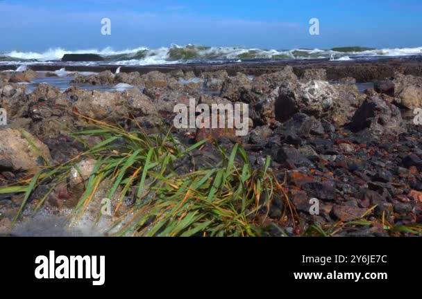 Black Sea coast - water pollution and eutrophication, yellow foam ...
