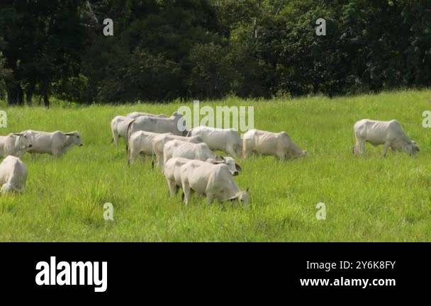 This aerial view shows Brahman cows, or Zebu cattle, grazing in the ...