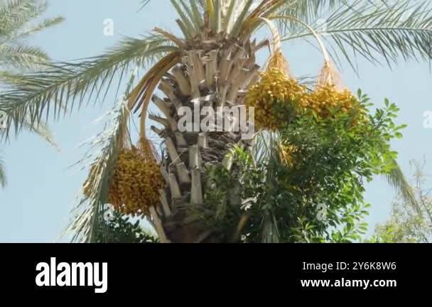 Palm tree with multiple bunches of Dates, the fruit glistening under ...