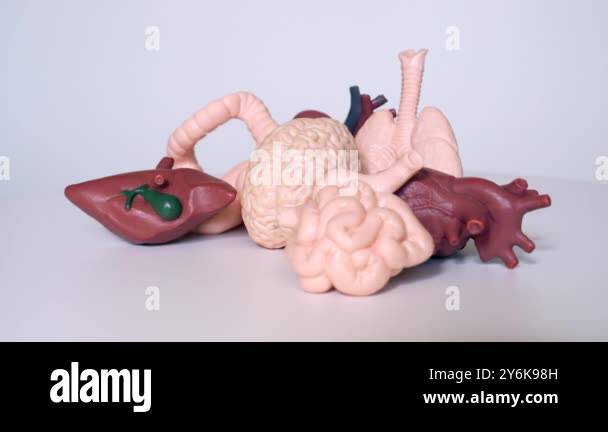 Set of 3d human organs realistic kidneys Stock Videos & Footage - HD ...