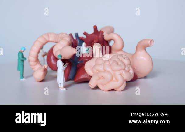 Miniature figures of doctors examining oversized models of major human ...