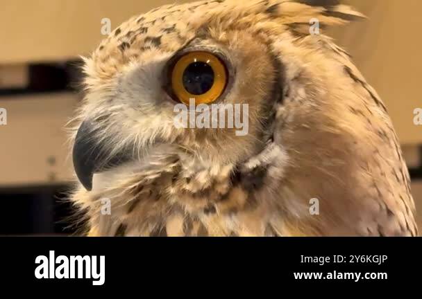 Desert owl, with its wide yellow eyes full of curiosity, represents ...
