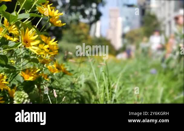New York City High Line elevated greenway, Manhattan Midtown, USA ...