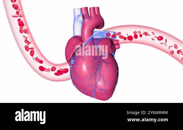 3d animation of a beating heart, showing the coronary arteries. With an ...