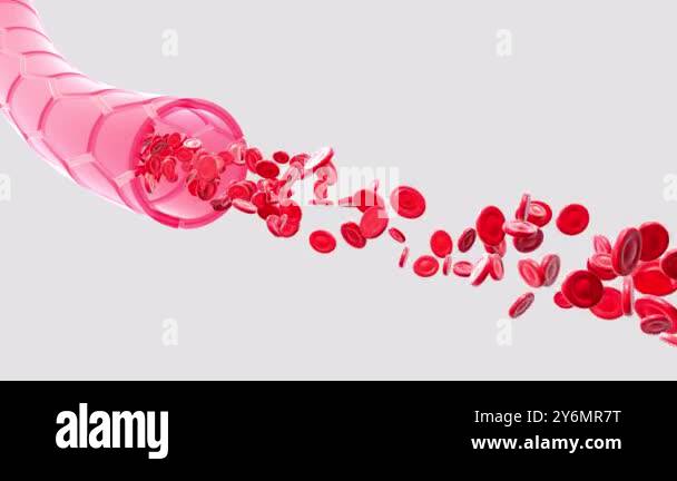 3D animation of glass artery or vein with the movement of red blood ...