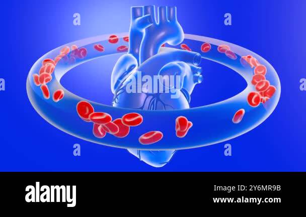 3d animation of a beating heart, showing the coronary arteries ...