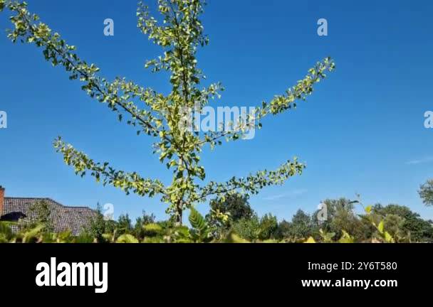 Wedge leaf Stock Videos & Footage - HD and 4K Video Clips - Alamy