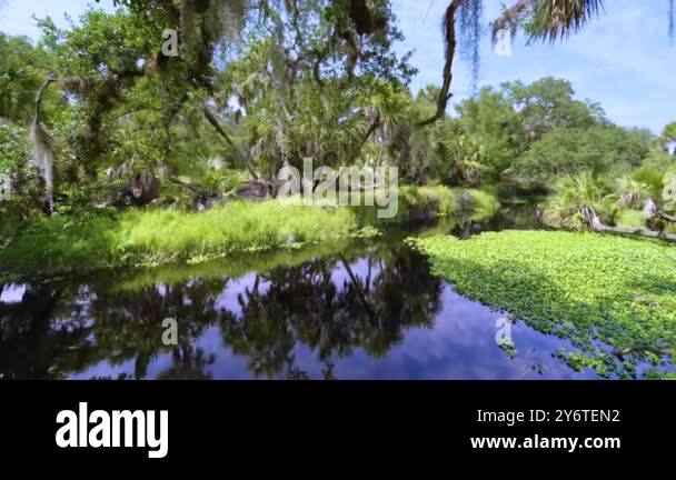 Tropical jungles with fresh water river between green palm trees and ...