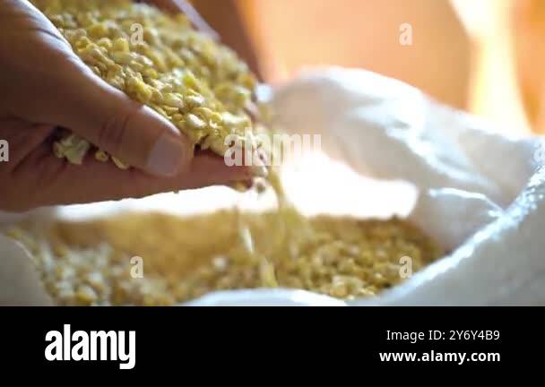 Dried corn kernels in Stock Videos & Footage - HD and 4K Video Clips ...