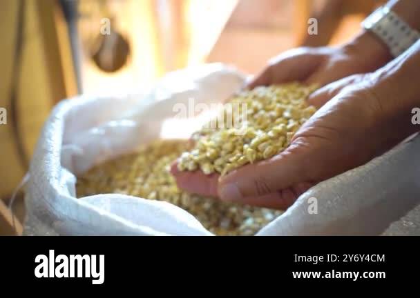 A farmer sorts corn kernels in a sack. Dried corn kernels in bags for ...