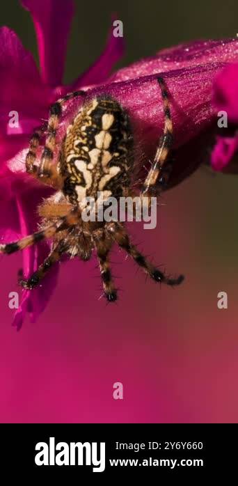 Spider back pattern Stock Videos & Footage - HD and 4K Video Clips - Alamy