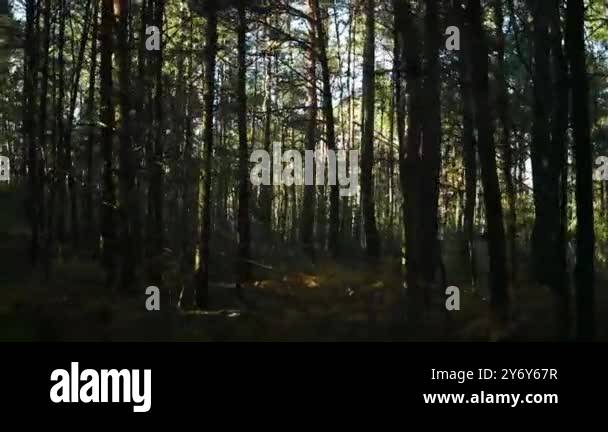 Panoramic dense forest, deep dense forest with branches of trees. High ...