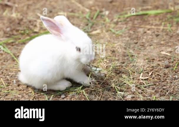 Wildlife 4k rabbit Stock Videos & Footage - HD and 4K Video Clips - Alamy