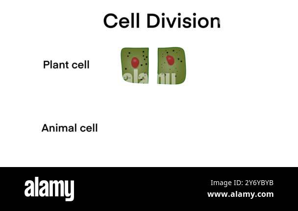 cells molecules reproduction division and multiplication process is ...
