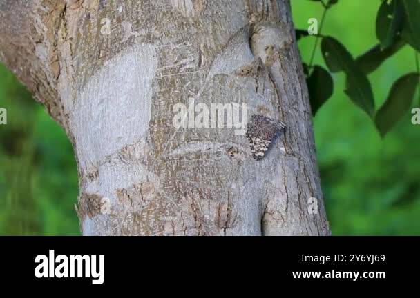 Mexican blue butterfly Stock Videos & Footage - HD and 4K Video Clips ...