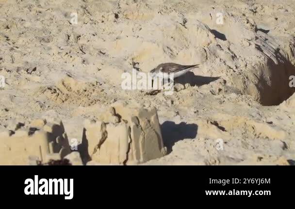 Sandpiper snipe sandpipers male female bird birds walking running on ...