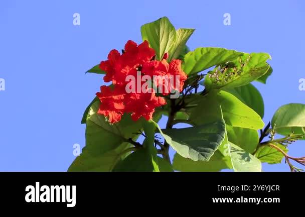 Ziricote Cordia Dodecandra flowering tree with orange flowers beach ...