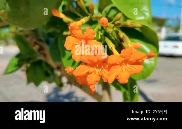 Ziricote Cordia Dodecandra flowering tree with orange flowers beach ...