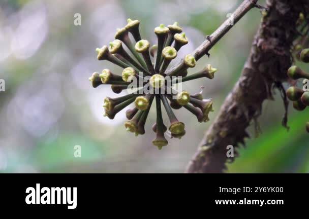 Tropical asia native plants Stock Videos & Footage - HD and 4K Video ...