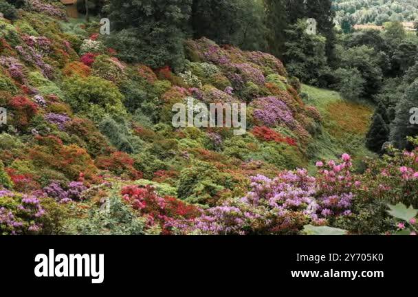 Hillside flowers Stock Videos & Footage - HD and 4K Video Clips - Alamy