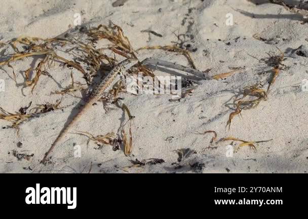 Reptiles of mexico Stock Videos & Footage - HD and 4K Video Clips - Alamy