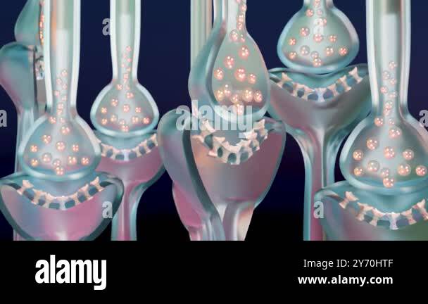 Muscarinic Acetylcholine receptors, muscle fiber sarcolemma ...