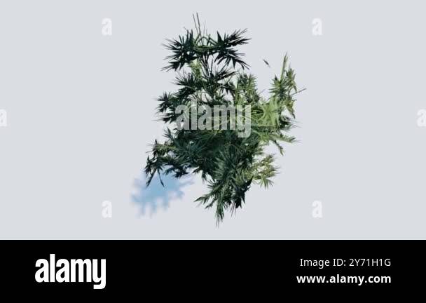 tree top view plant landscape architecture nature garden aerial render ...