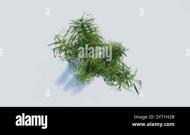 tree top view plant landscape architecture nature garden aerial render ...