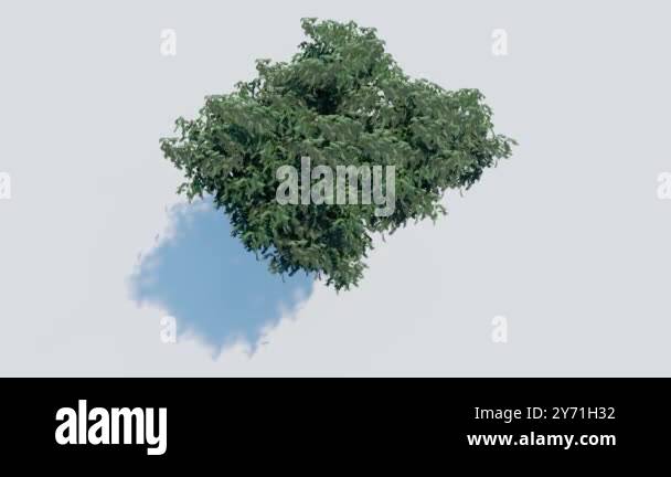tree top view plant landscape architecture nature garden aerial render ...