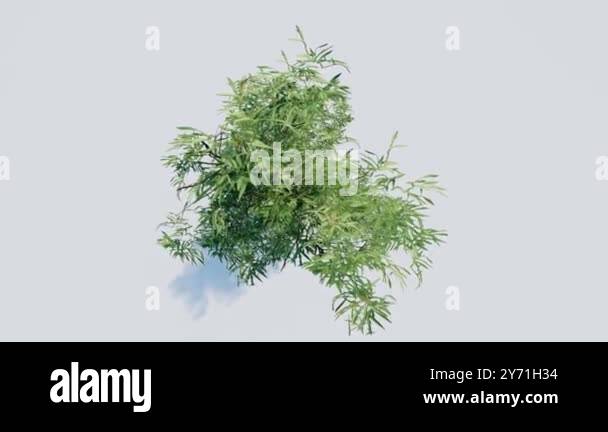 tree top view plant landscape architecture nature garden aerial render ...