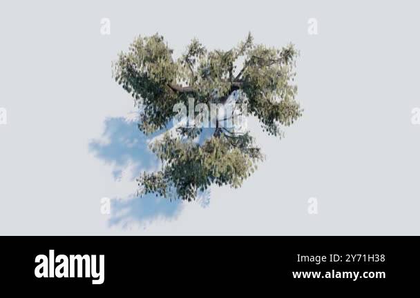 tree top view plant landscape architecture nature garden aerial render ...