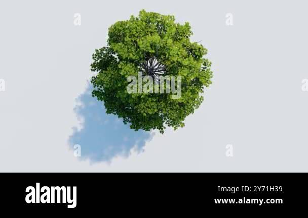 tree top view plant landscape architecture nature garden aerial render ...