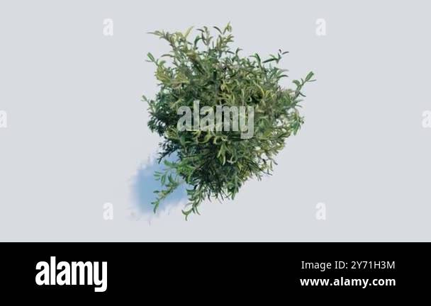 tree top view plant landscape architecture nature garden aerial render ...