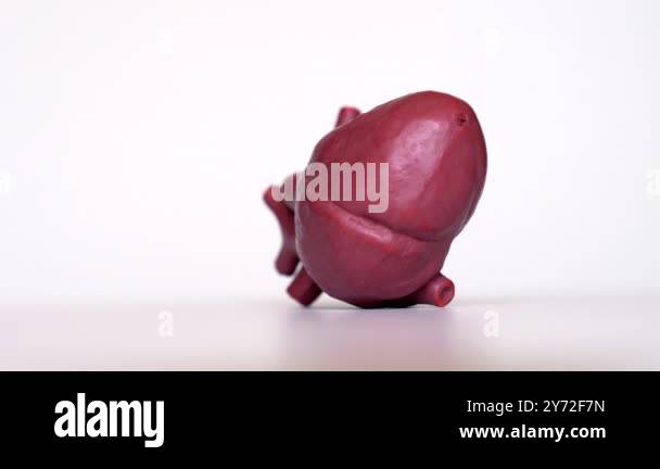 Anatomical model of human heart rotates 360 degrees, revealing detailed ...