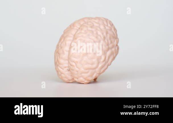 Close-up spin video of an anatomical model of the human brain against a ...