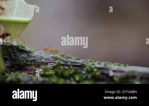 Leaf cutter ants walk along the trunk of a fallen tree and carry leaves ...
