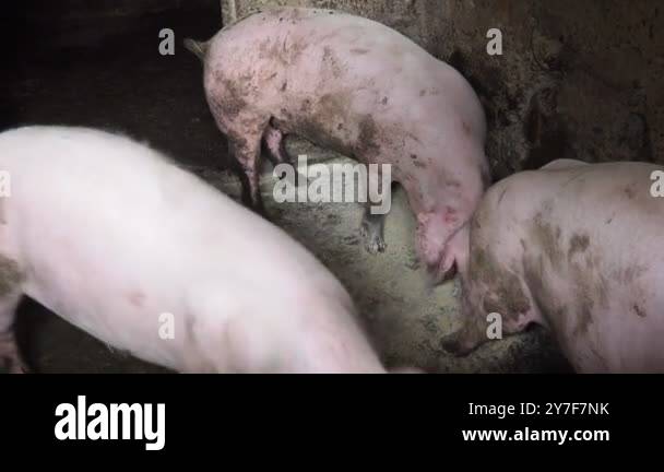 Three plump pink pigs in a private farmstead eat mixed feed with gusto ...