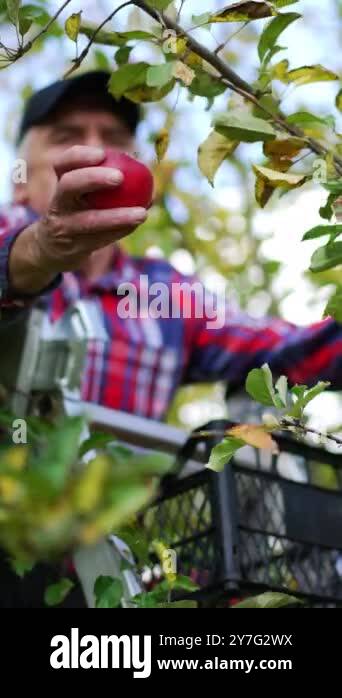 Step ladder picking fruit Stock Videos & Footage - HD and 4K Video ...