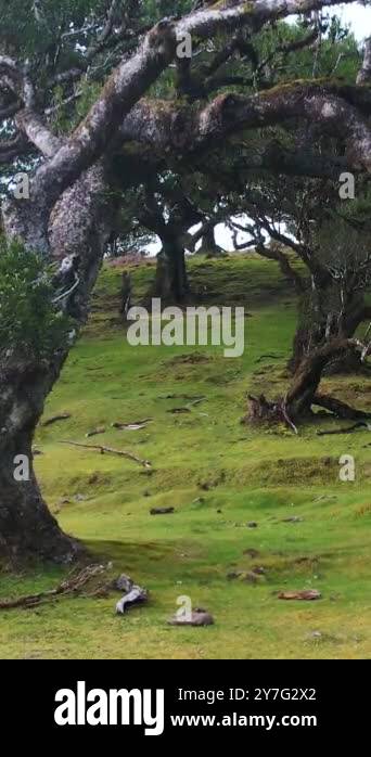 Portugal madeira island world heritage Stock Videos & Footage - HD and ...