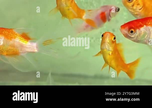 Carassius auratus auratus or a common gold fish white, red and orange ...
