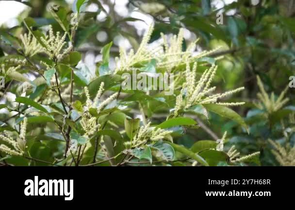 Chinese walnut tree Stock Videos & Footage - HD and 4K Video Clips - Alamy
