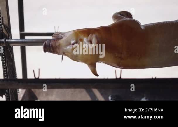 a pig pierced by a rotating metal rod is slowly roasted near the embers ...