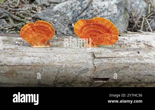 Inedible bracket fungus Stock Videos & Footage - HD and 4K Video Clips ...