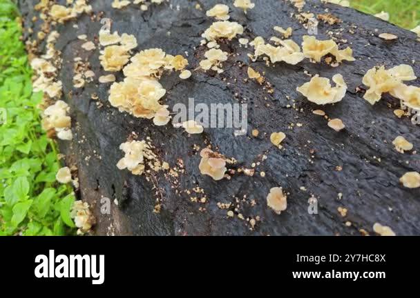 Crepidotaceae fungi Stock Videos & Footage - HD and 4K Video Clips - Alamy