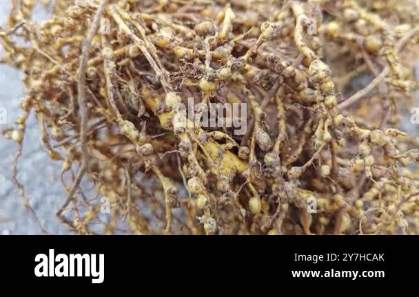 Nematodes plant Stock Videos & Footage - HD and 4K Video Clips - Alamy